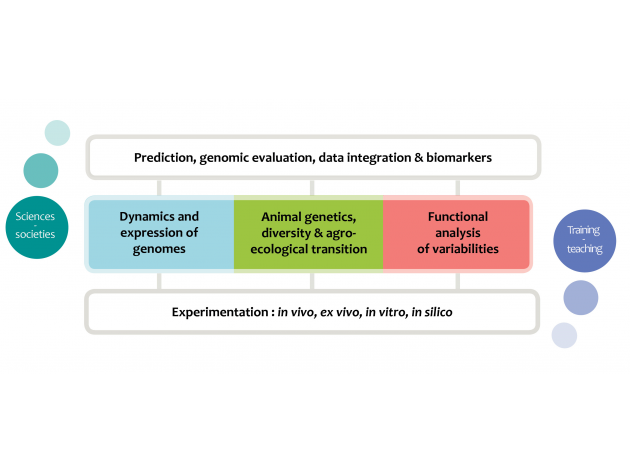 GABI (Animal genetics and integrative biology) | AgroParisTech
